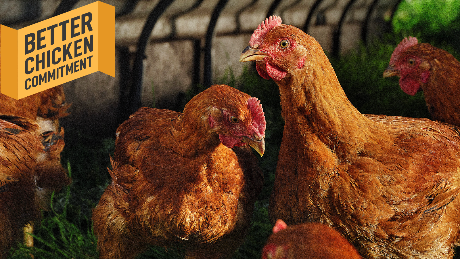 Our progress with the Better Chicken Commitment | Open Farm – Open Farm ...
