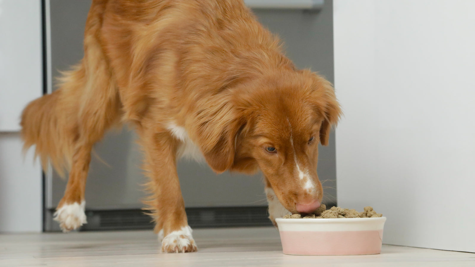 Raw Feeding Week: Benefits of Raw Food for Dogs | Open Farm – Open Farm ...