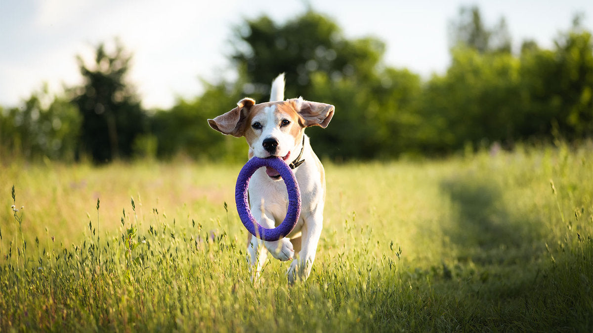 Feeding Your Active Pet: Energy for Adventure | Open Farm – Open Farm ...