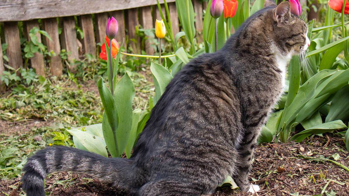 How Often Do Cats Poop? Cat Digestive Health | Open Farm – Open Farm ...