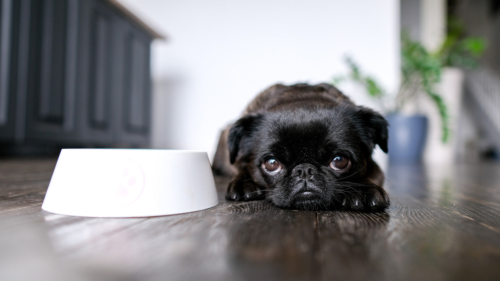 How to Feed a Picky Dog | Open Farm – Open Farm - Canada