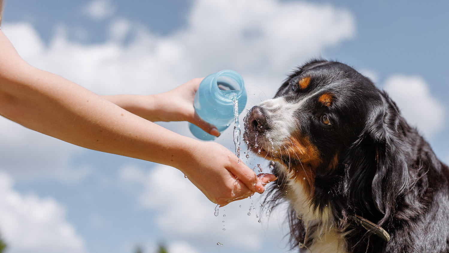 How to Help Keep Your Dog Hydrated | Open Farm – Open Farm - Canada