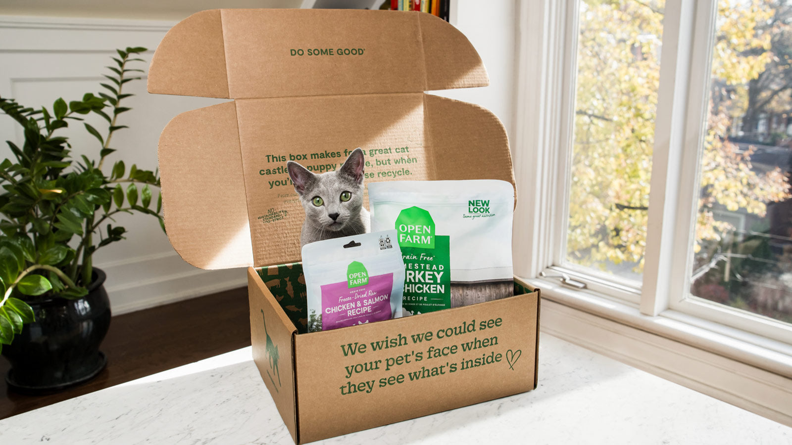 What Should I Feed My Cat? | Open Farm – Open Farm - Canada