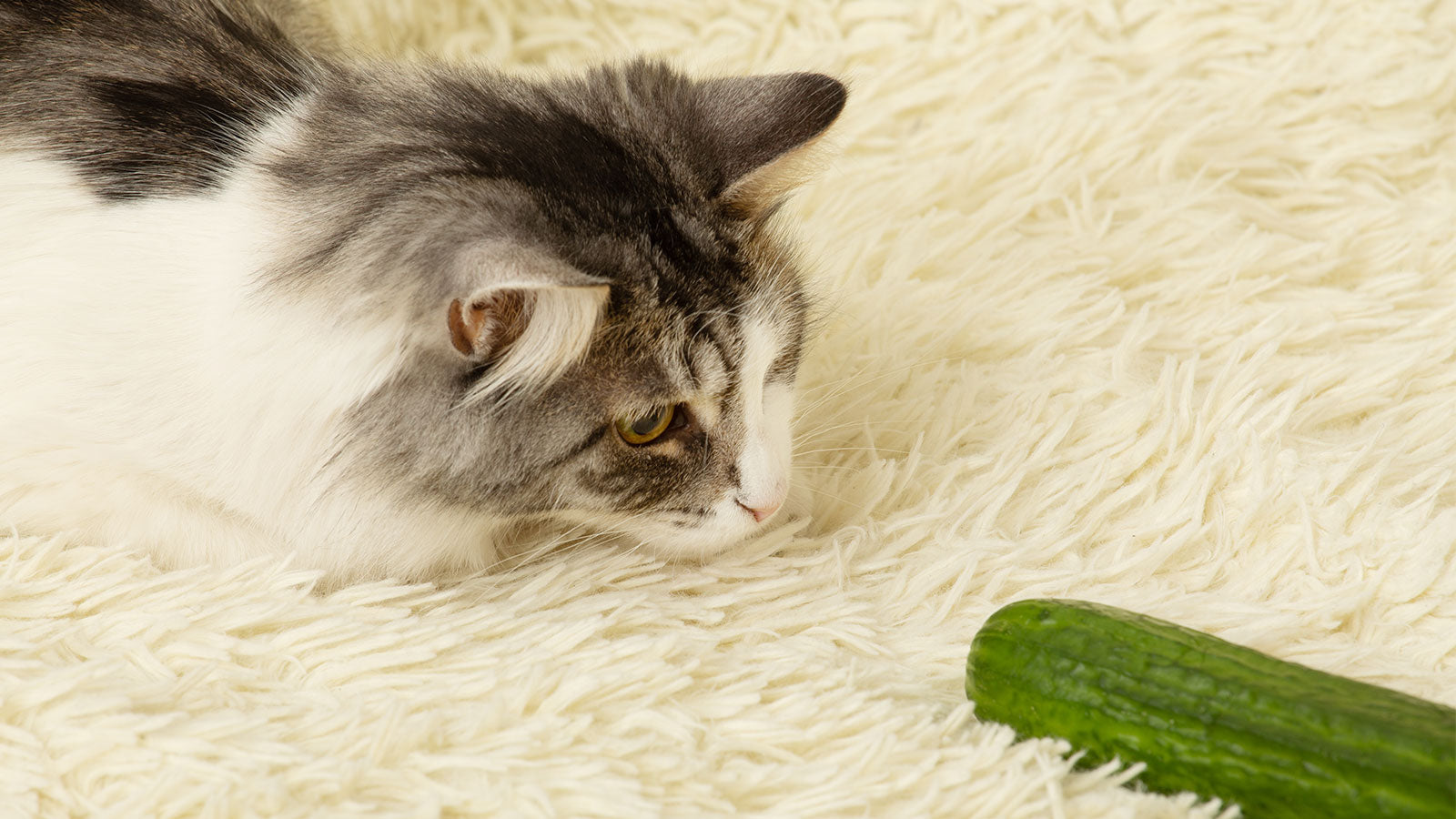 Why are Cats Scared of Cucumbers? | Open Farm – Open Farm - Canada