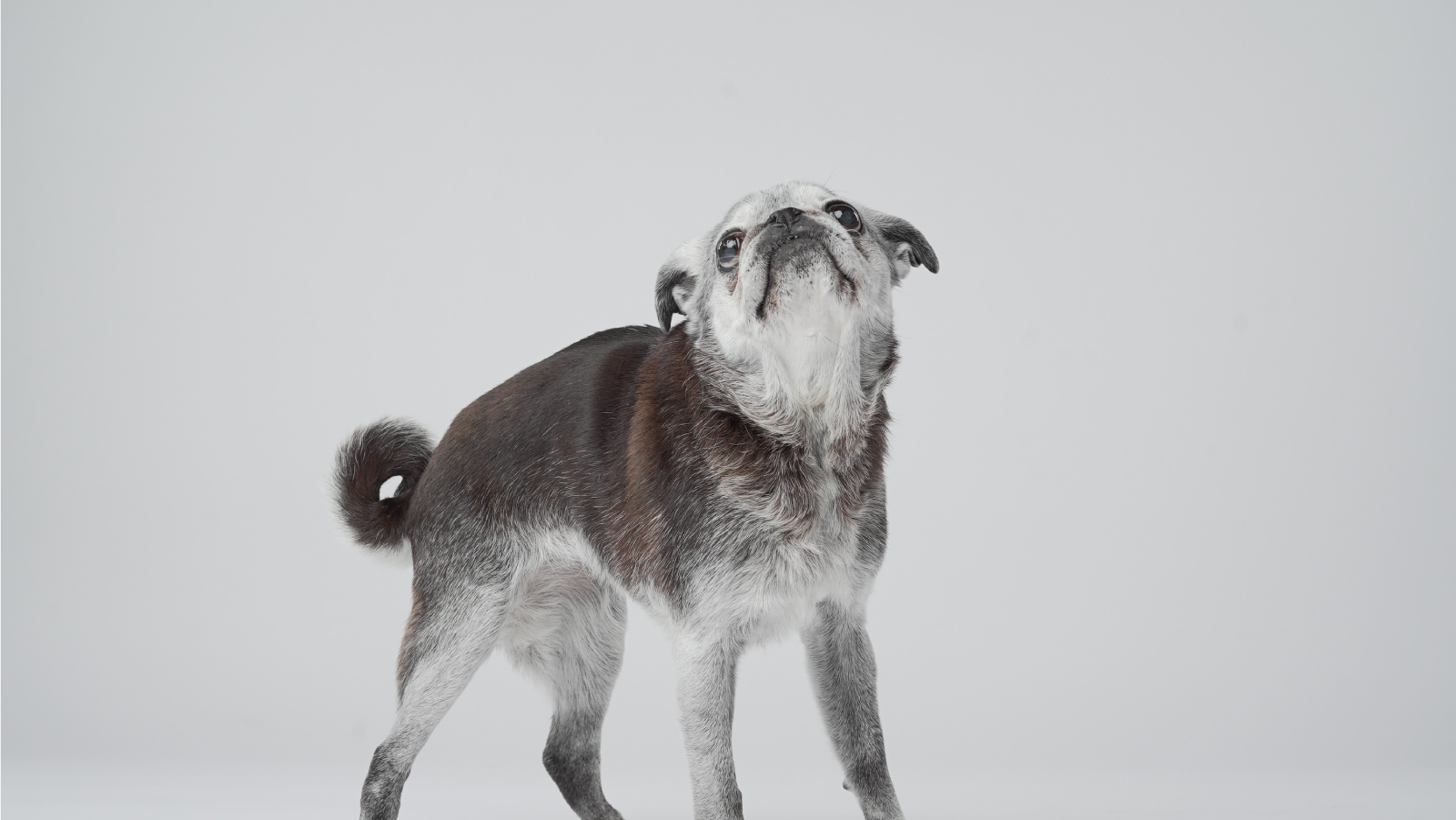 Adopt A Senior Pet Month: Senior Cat & Dog Care | Open Farm – Open Farm ...