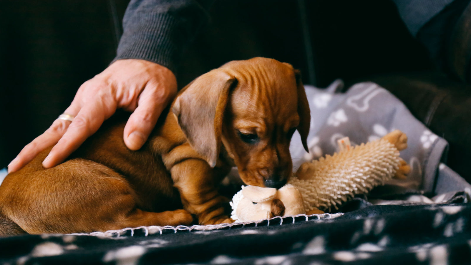 3 Tips for First Time Dog Owners | Open Farm – Open Farm - Canada