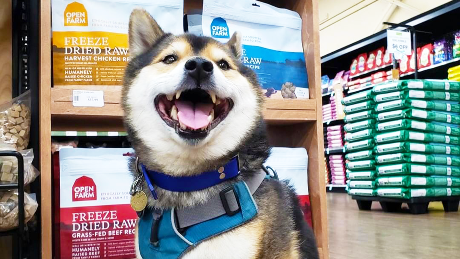 Why You Should Support Locally Owned Pet Stores | Open Farm – Open Farm ...