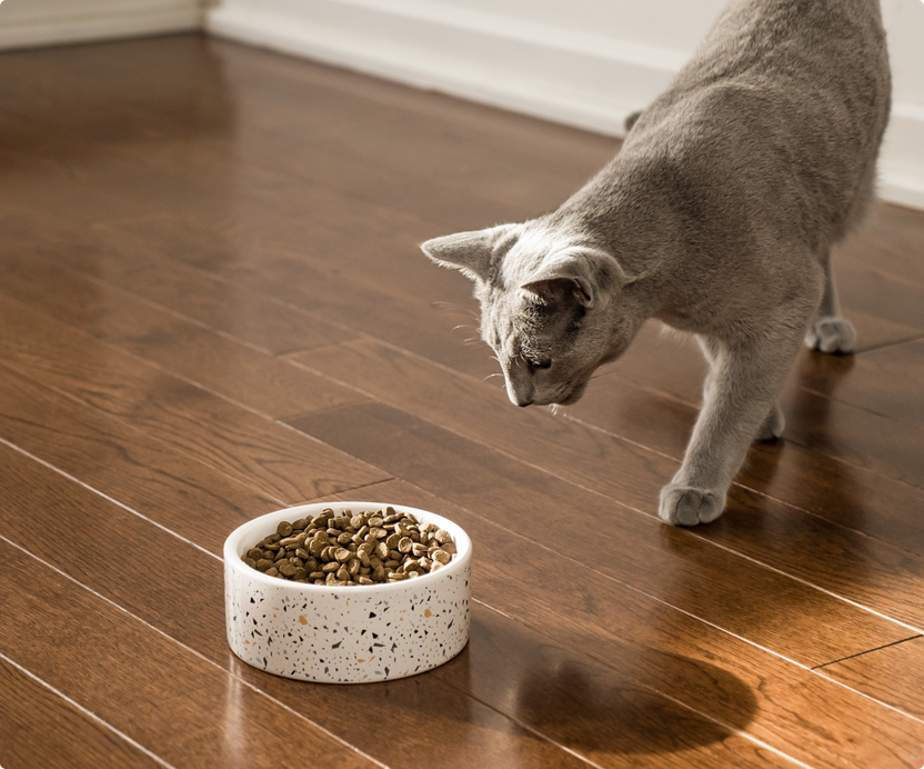 Chicken & Turkey Grain-Free Kitten Kibble | Proudly Canadian Cat Food ...